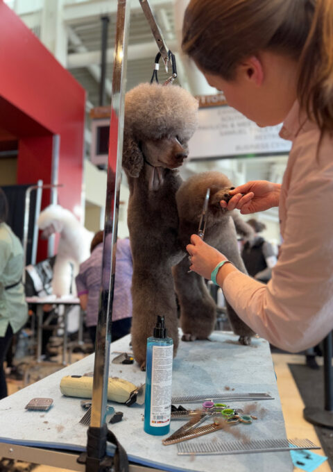 Windy City Grooming Show - Dog Grooming Competition